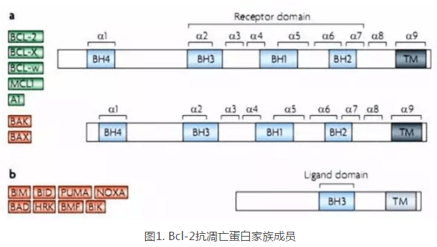 从首个Bcl-2抑制剂获批看新药研发
